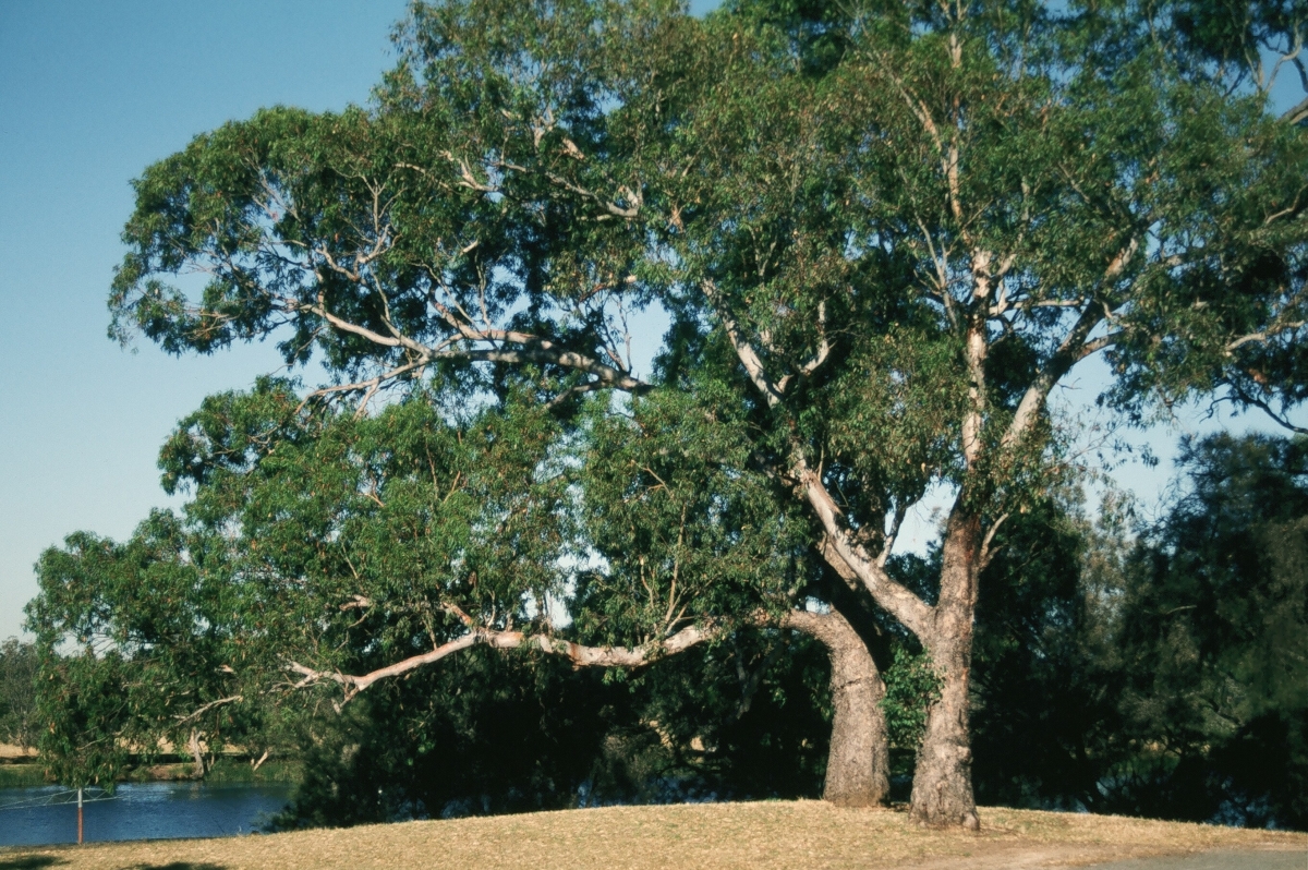 Flooded Gum (Eucalyptus rudis) – Robert Powell Tree Pictures